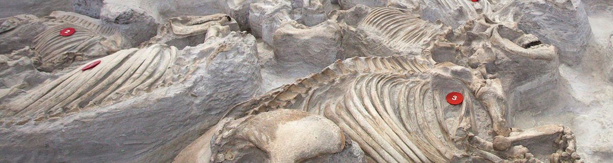 Virtual Tour of Ashfall Fossil Beds